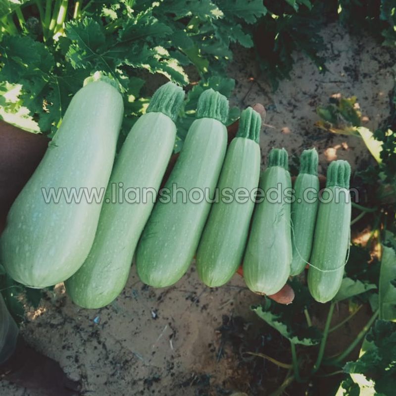 Hybrid Summer Squash Seeds