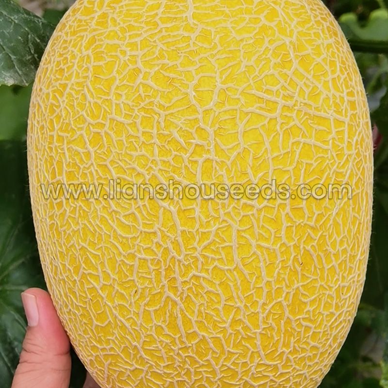 M1131 Big Sweet Hybrid Hami Melon Variety