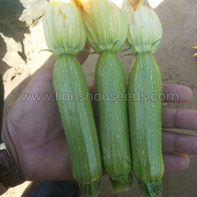 Hybrid Summer Squash Seeds