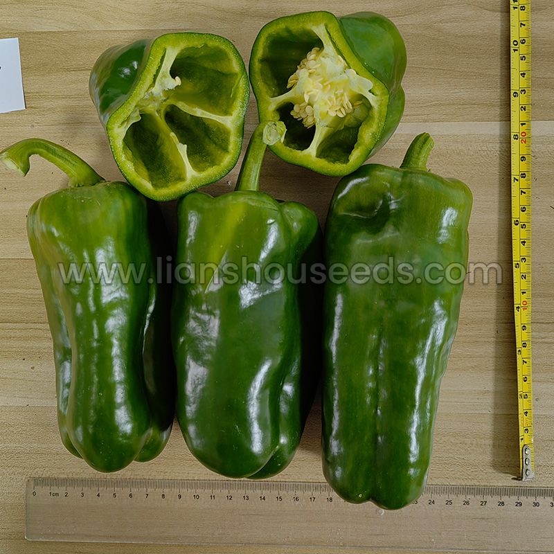 PS102 Lamuyo Type Sweet Pepper Variety