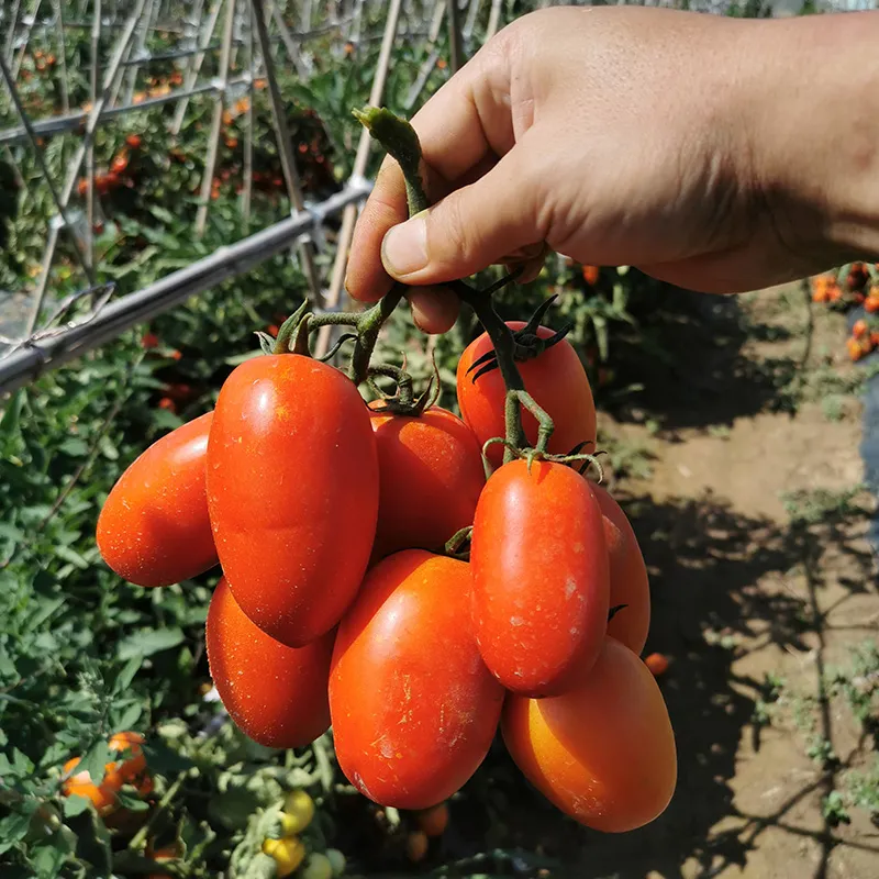 Top 10 tomato producing countries in the world