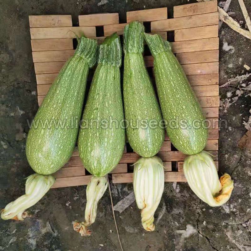 SQ9010 Lebanese Type Zucchini Hybrid Seed Variety