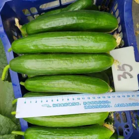 Beit Alpha Cucumber, English Cucumber