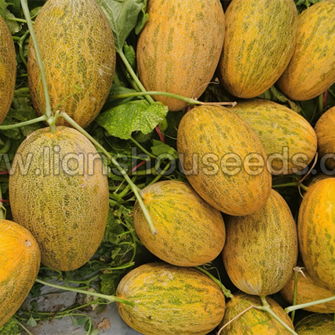 M11 Big Sweet Hybrid Hami Melon Variety