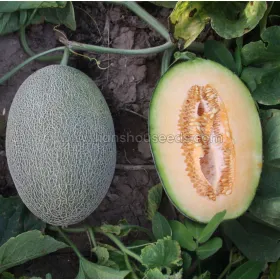 M1131 Big Sweet Hybrid Hami Melon Variety