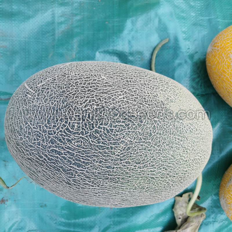 M18 Big Hybrid Hami Melon Variety with High Disease Resistance