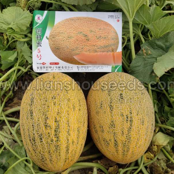 M11 Big Sweet Hybrid Hami Melon Variety