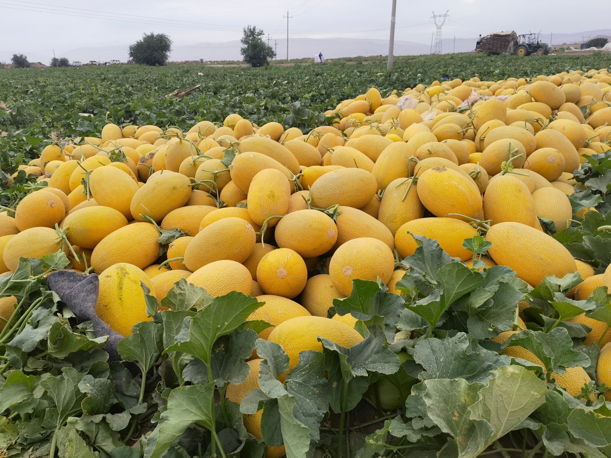 M03 Hybrid Hami Melon Variety with High Disease Resistance