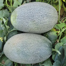 M1131 Big Sweet Hybrid Hami Melon Variety