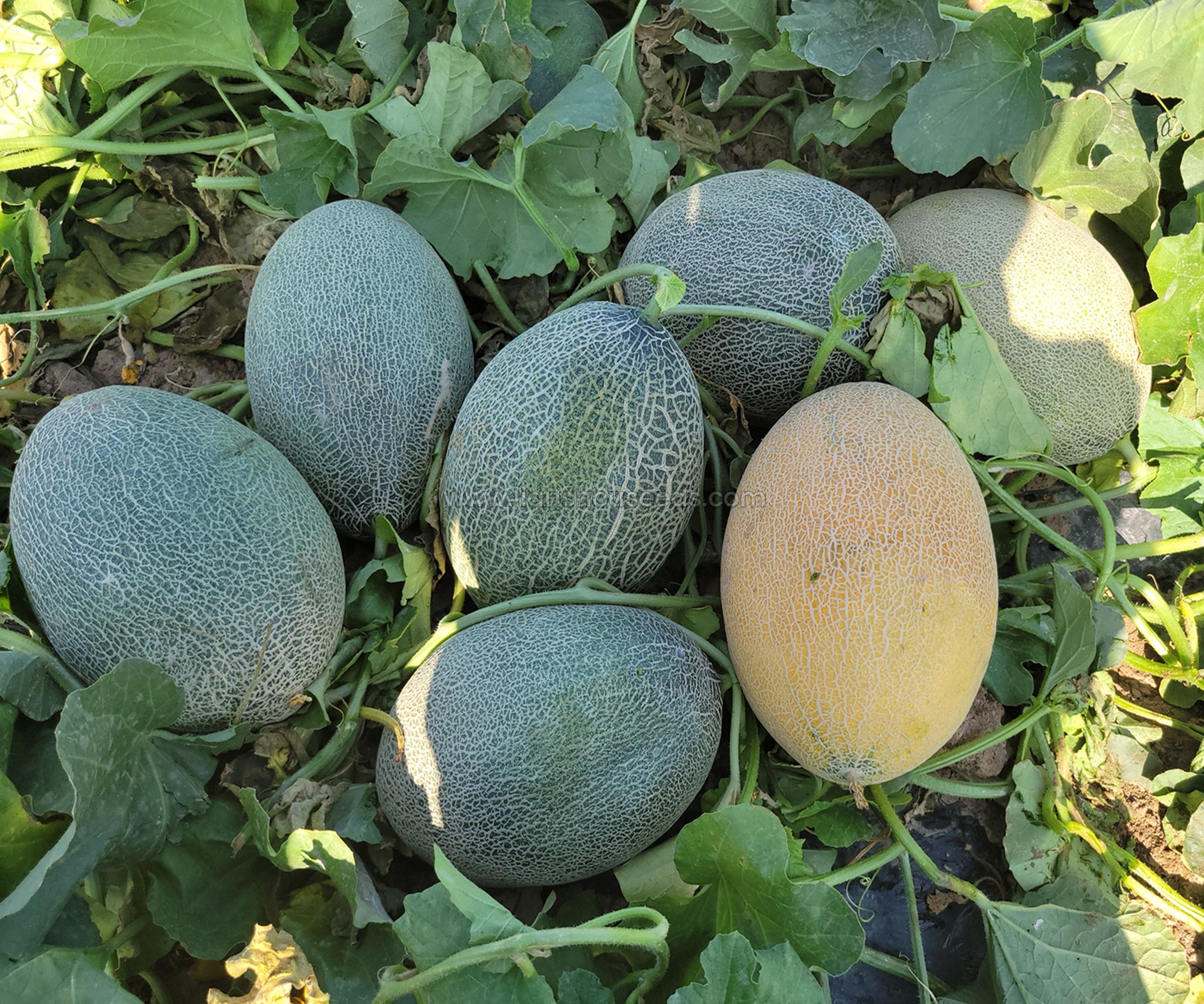 Chinese Melon Seeds: A Complete Growing Guide