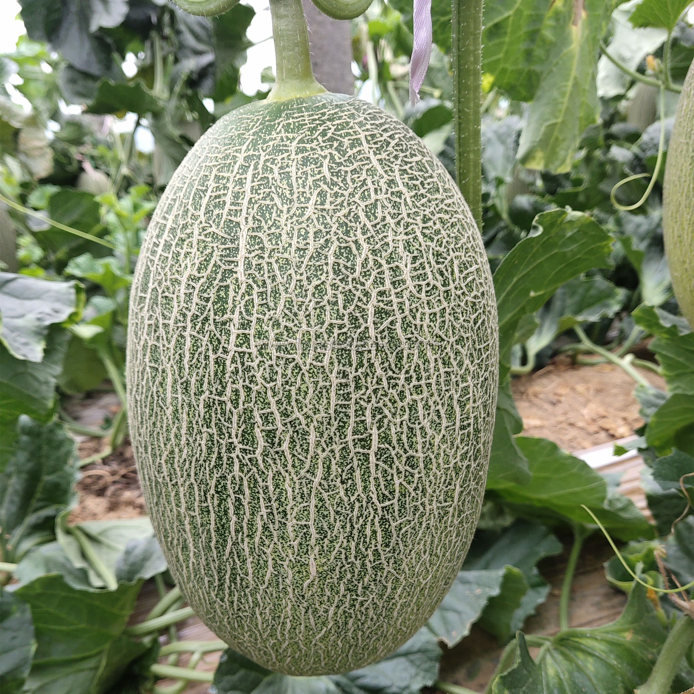 M1125 Hybrid Hami Melon Variety