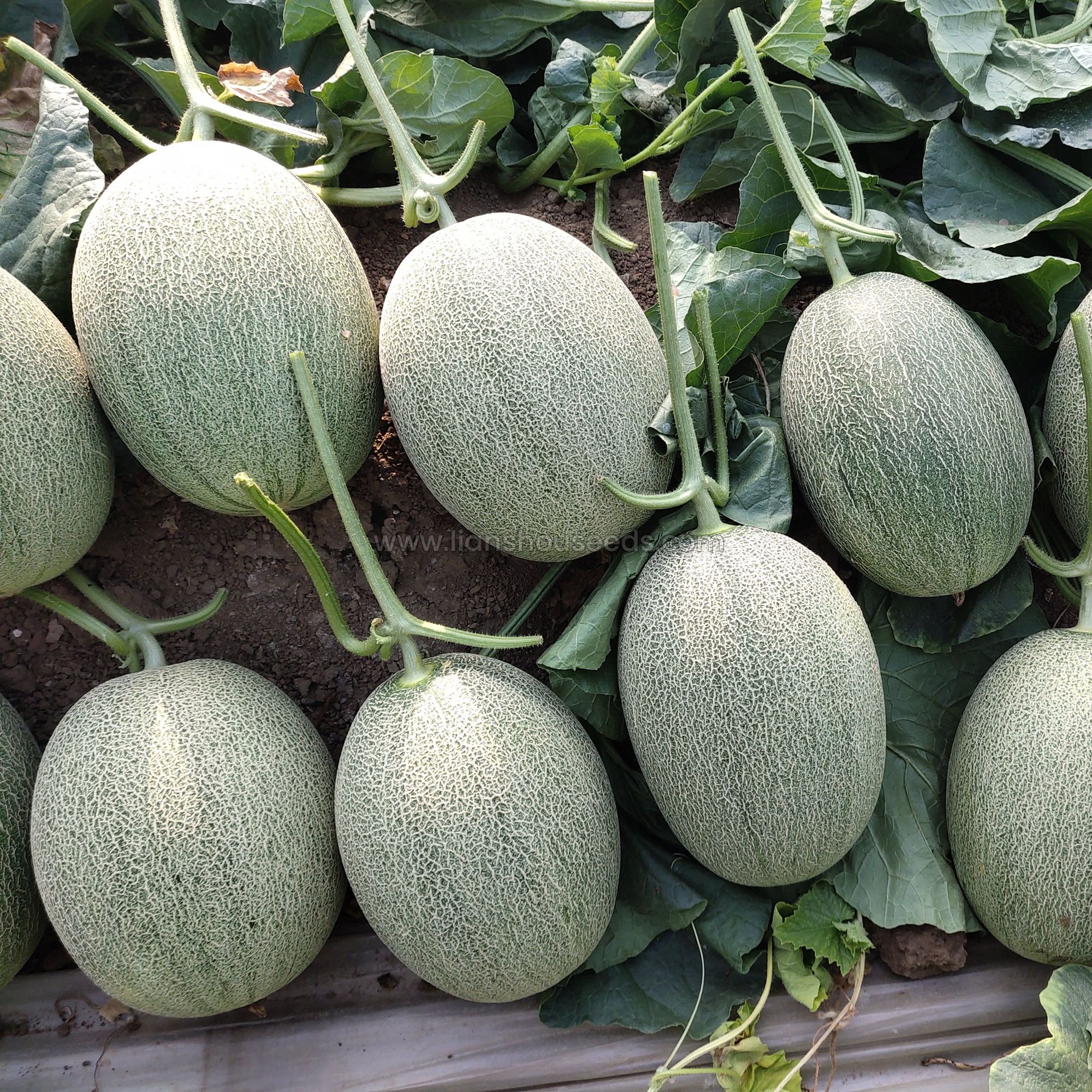 M1125 Hybrid Hami Melon Variety