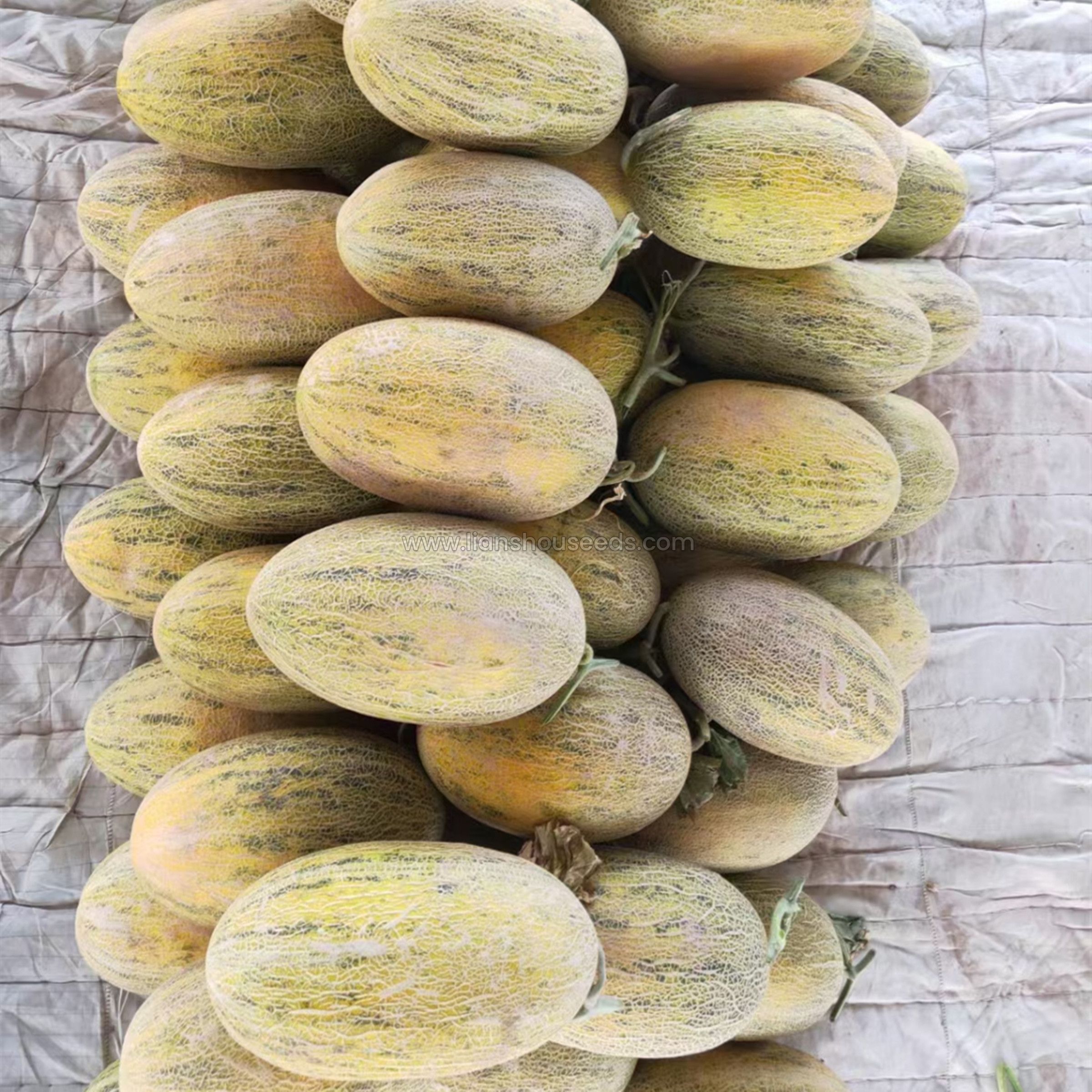M88 Mid Late Hybrid Hami Melon Variety