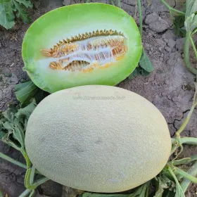 Hami Melon Varieties seeds