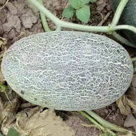 Hami Melon Varieties seeds