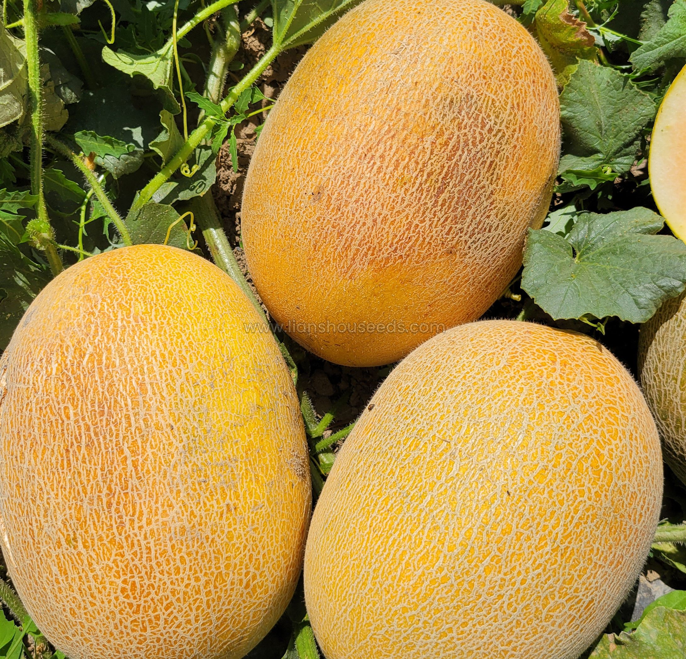 M656 Orange Big Firm Ananans Melon Variety