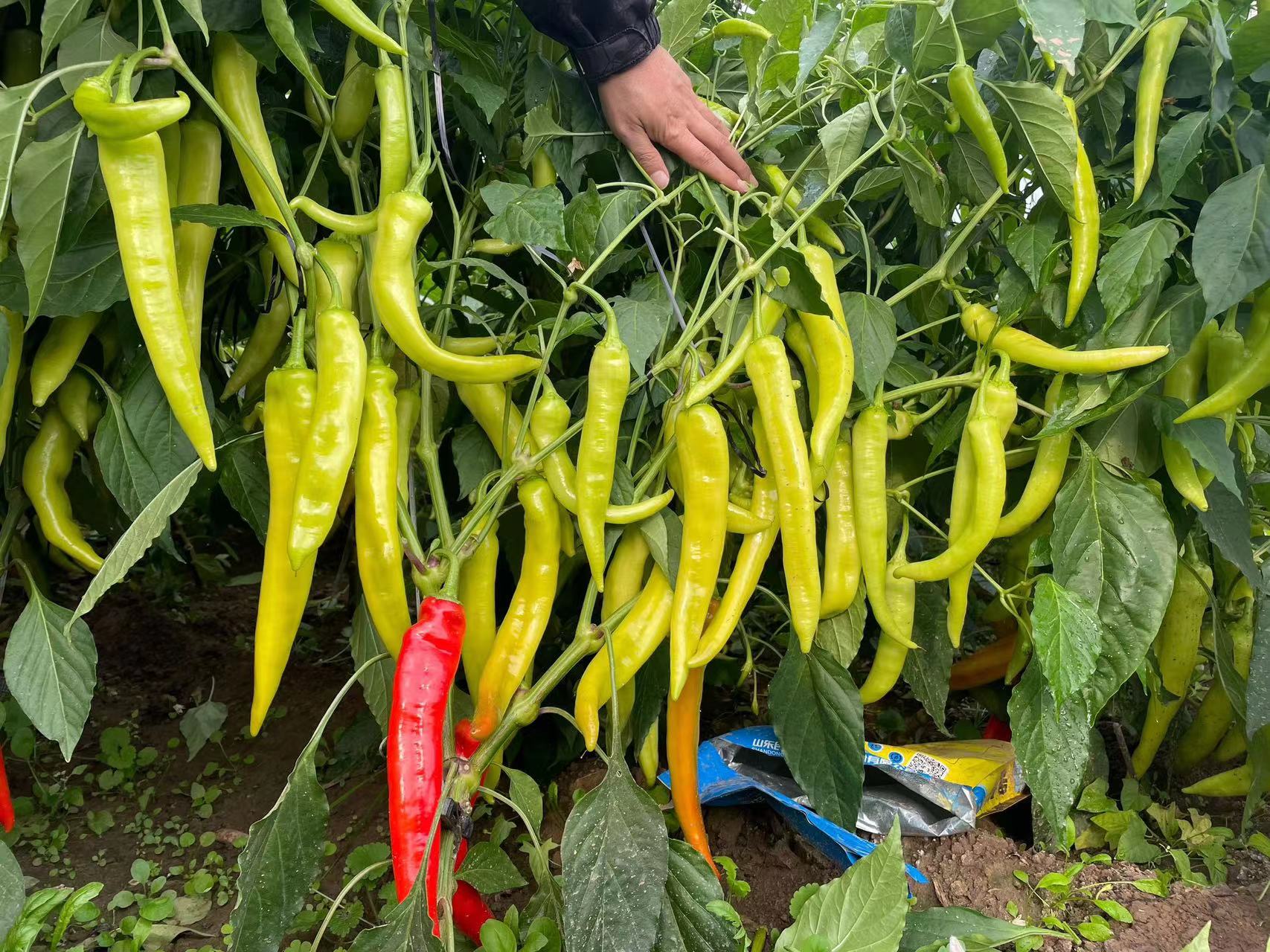 Top 10 Pepper Producing Countries In The World