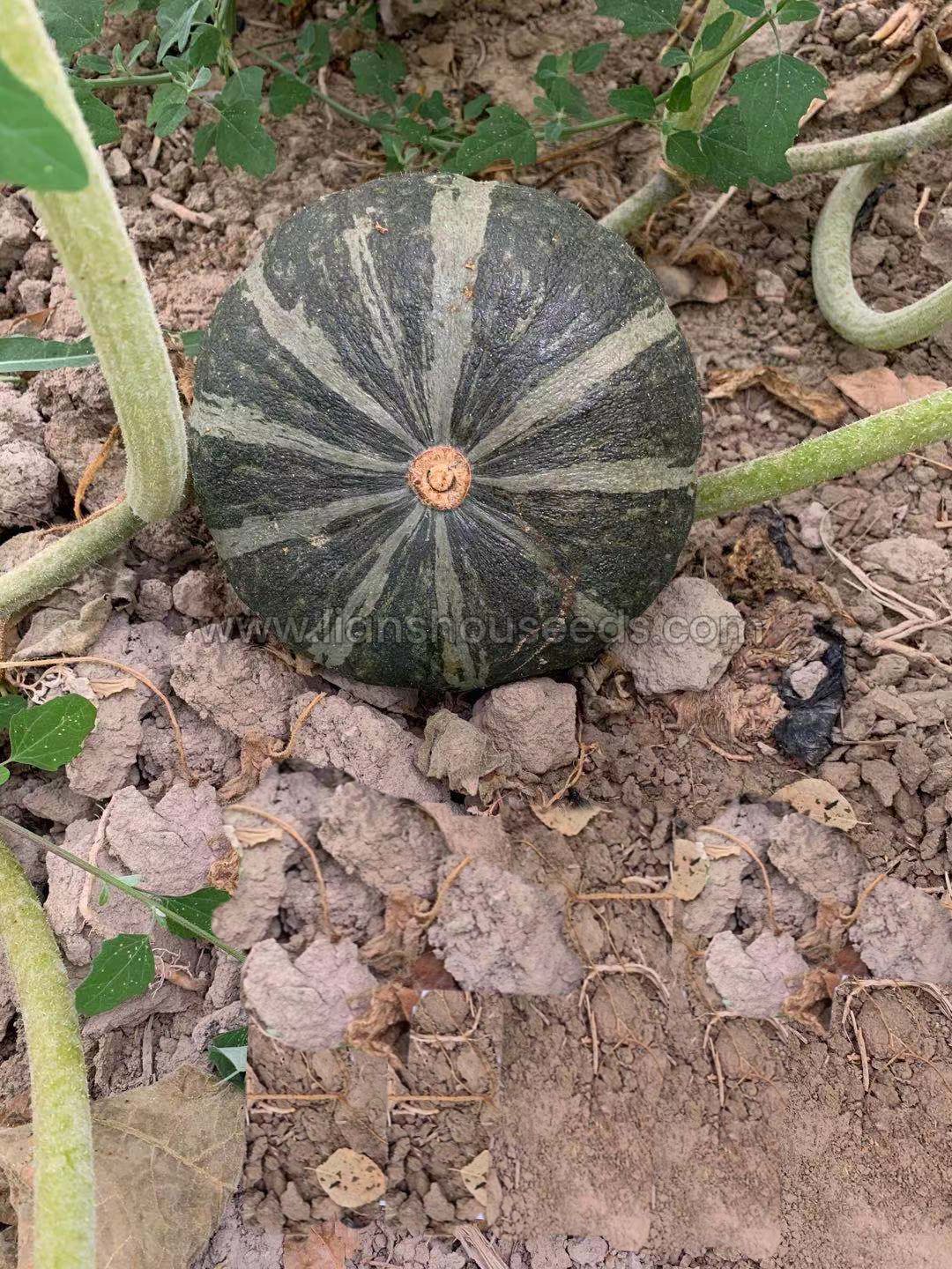 Fragrant F1 Chestnut Squash