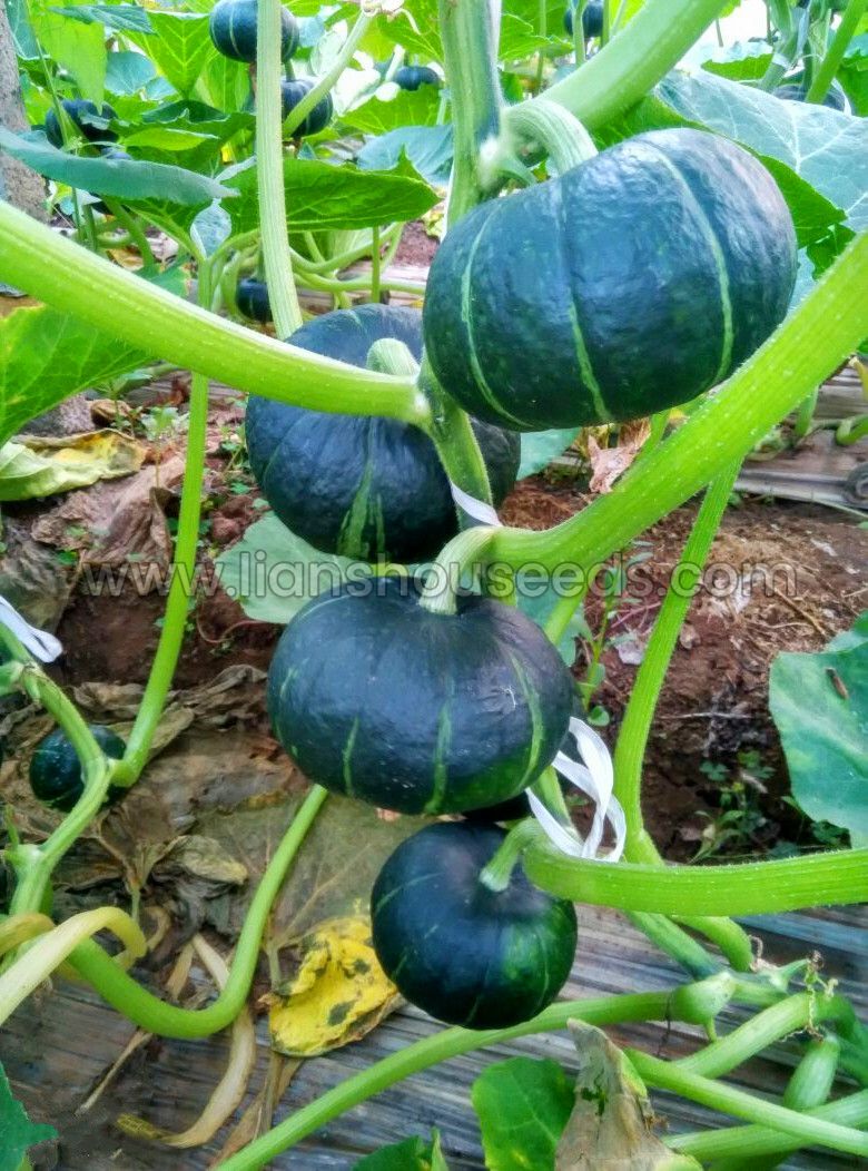 Black Pearl No.1 F1 Kuri Kabocha Squash