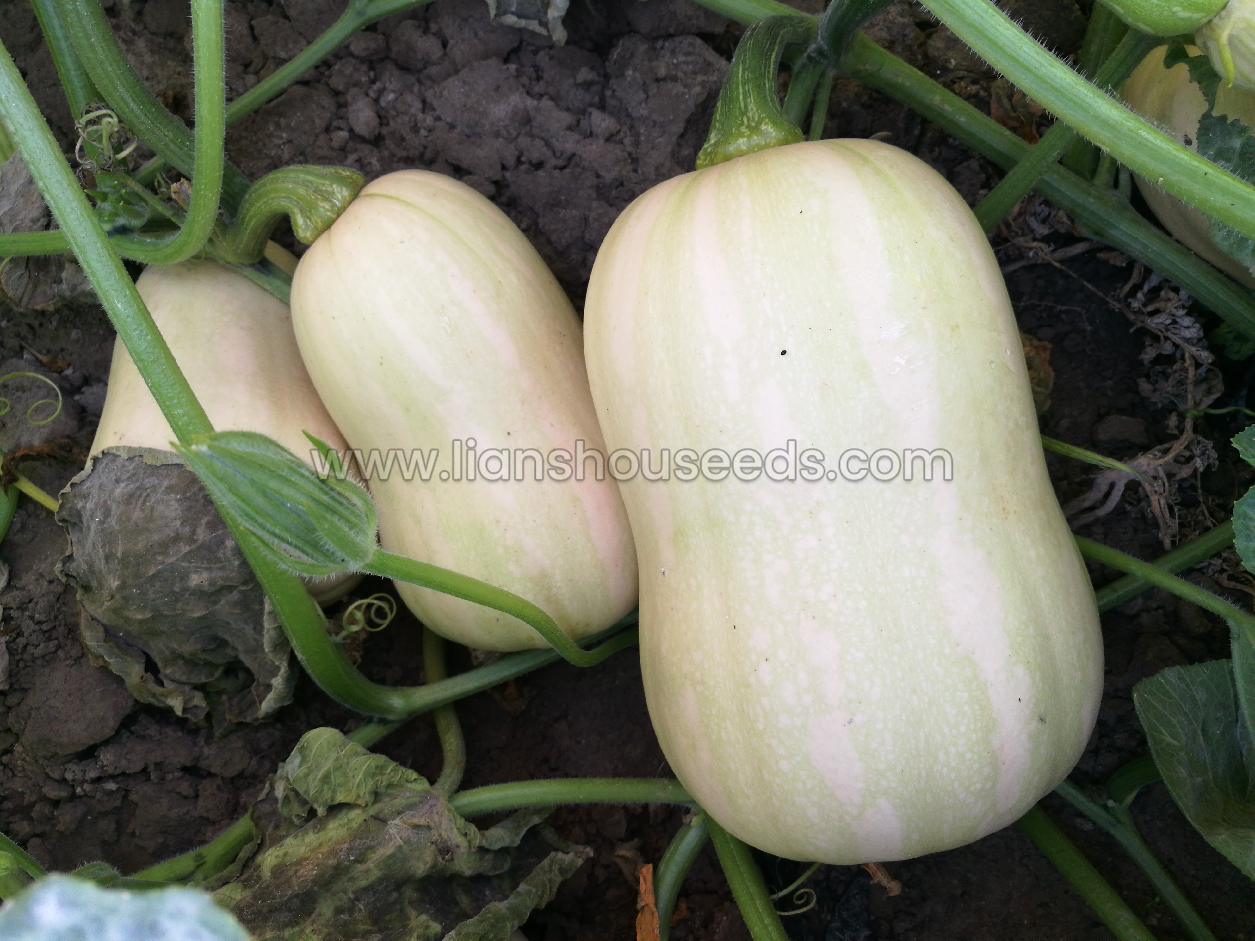Butternut F1 Cucurbita Maxima Squash