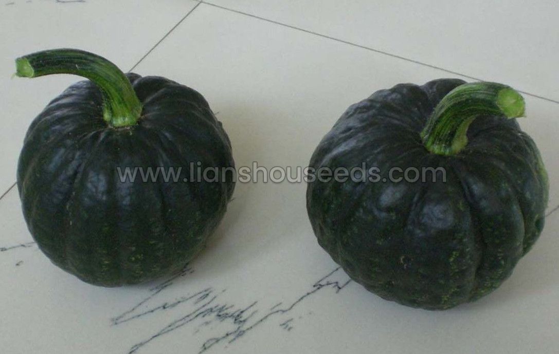 Black Pearl No.2 F1 Kuri Kabocha Squash