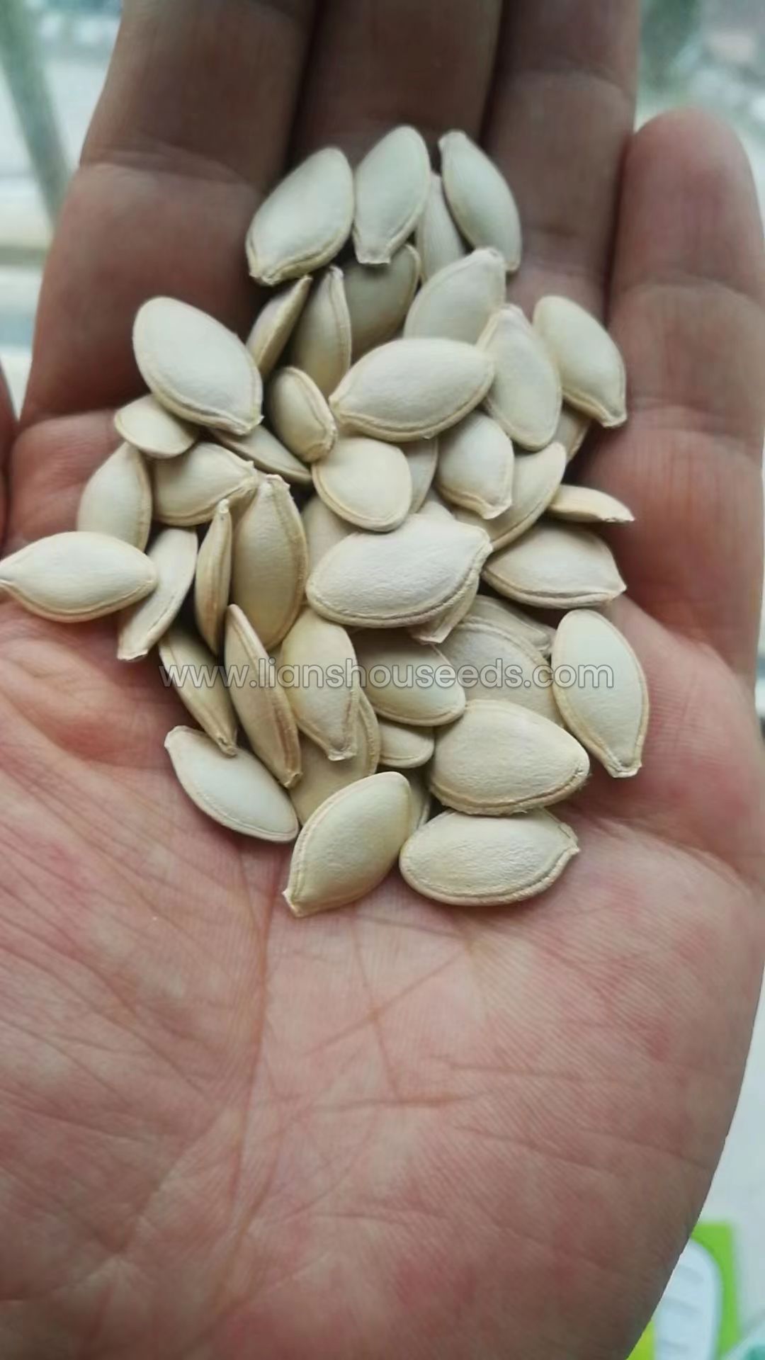 SL03 high yield seed using squash variety