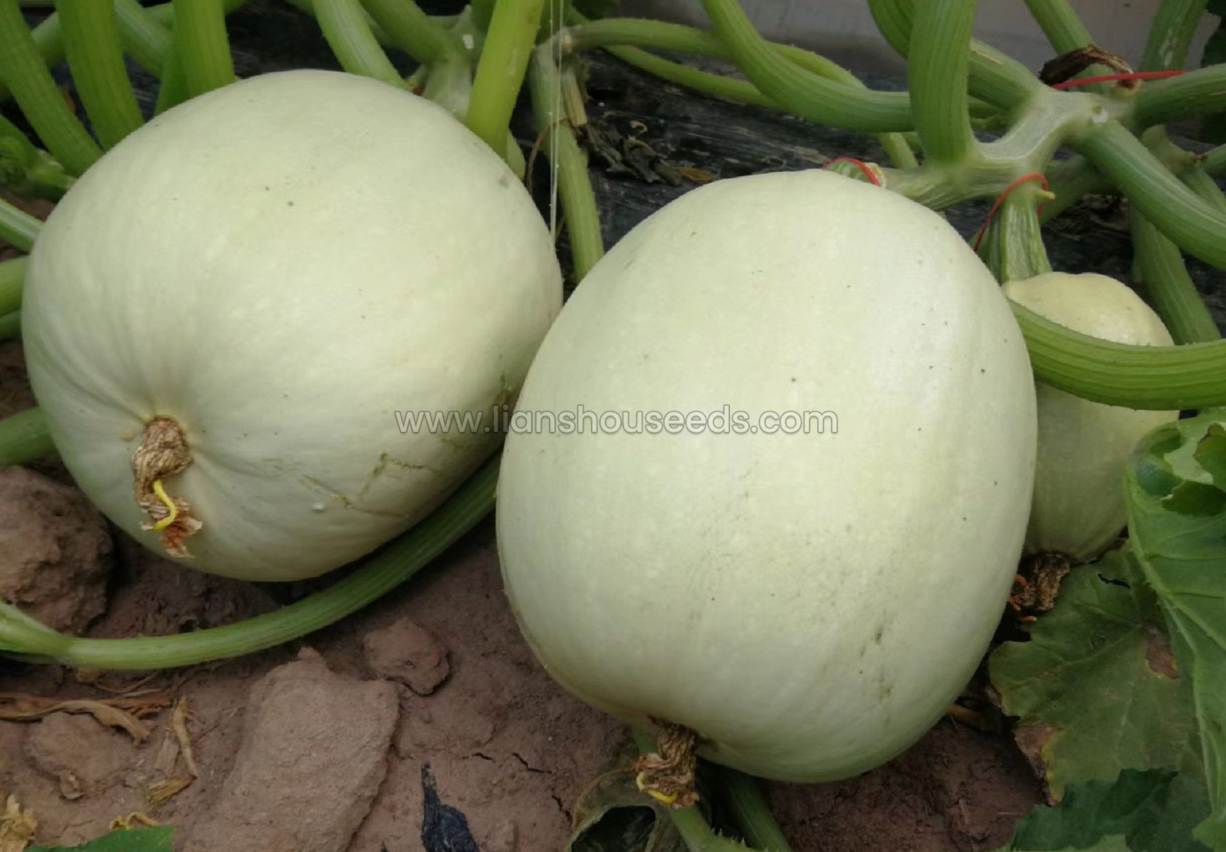 SL02 Slender Seed Zucchini Variety with Blocky Round Fruit Shape