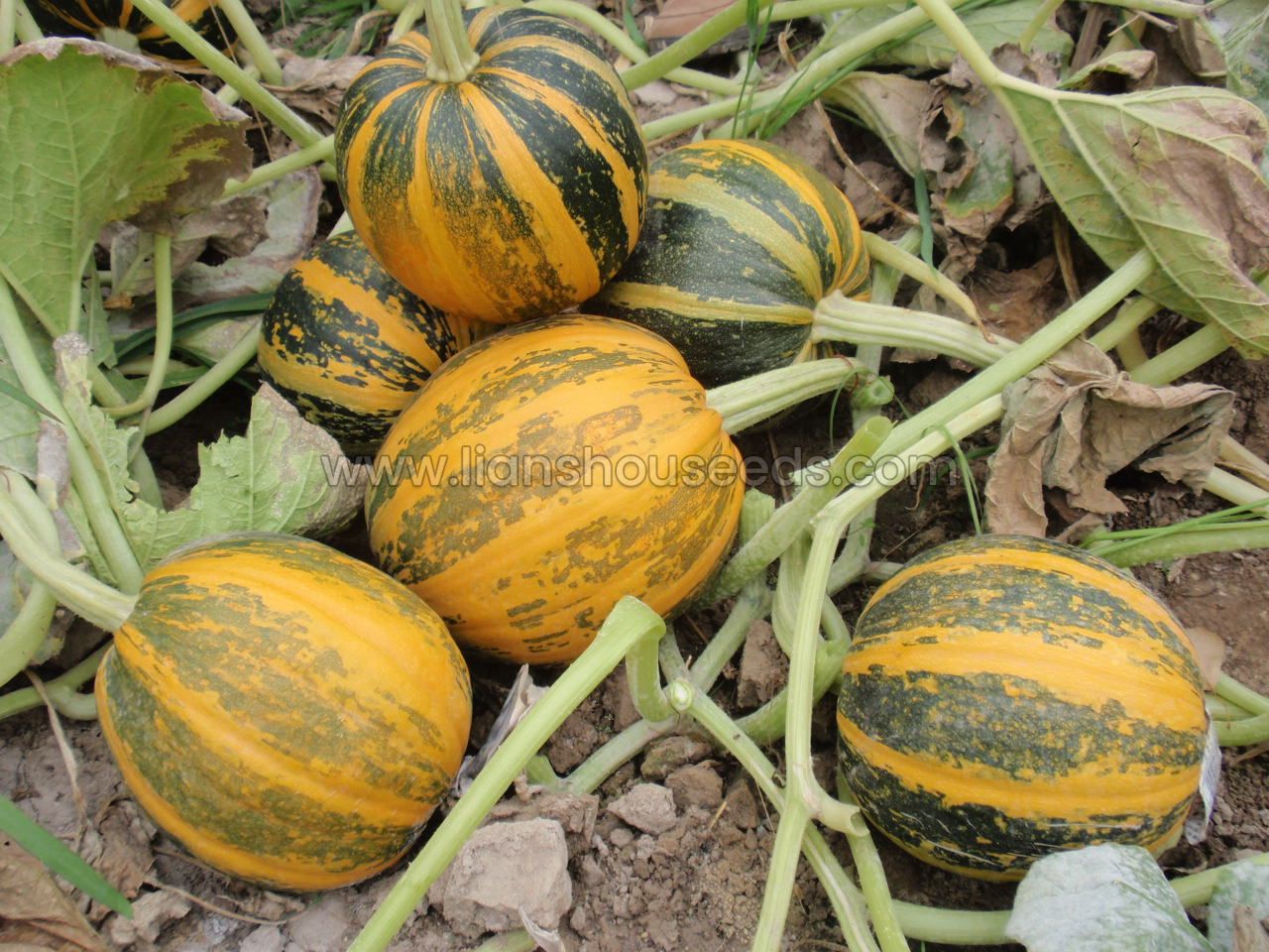 SL 04 Shell-less Deep Green Pumpkin Seeds Variety
