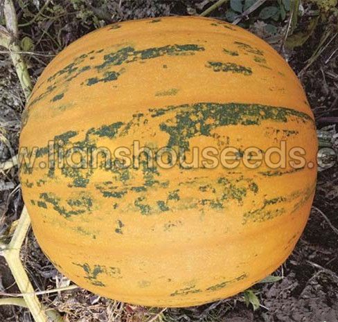 SL 04 Shell-less Deep Green Pumpkin Seeds Variety