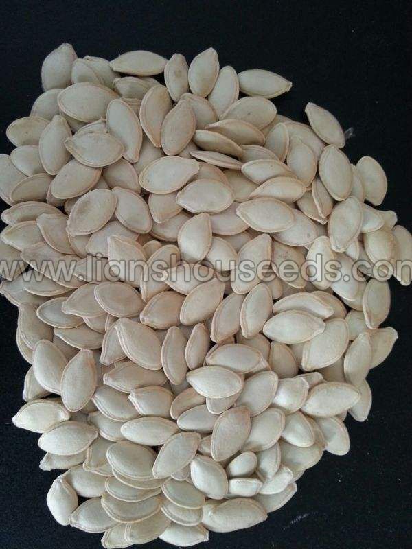 SL03 high yield seed using squash variety