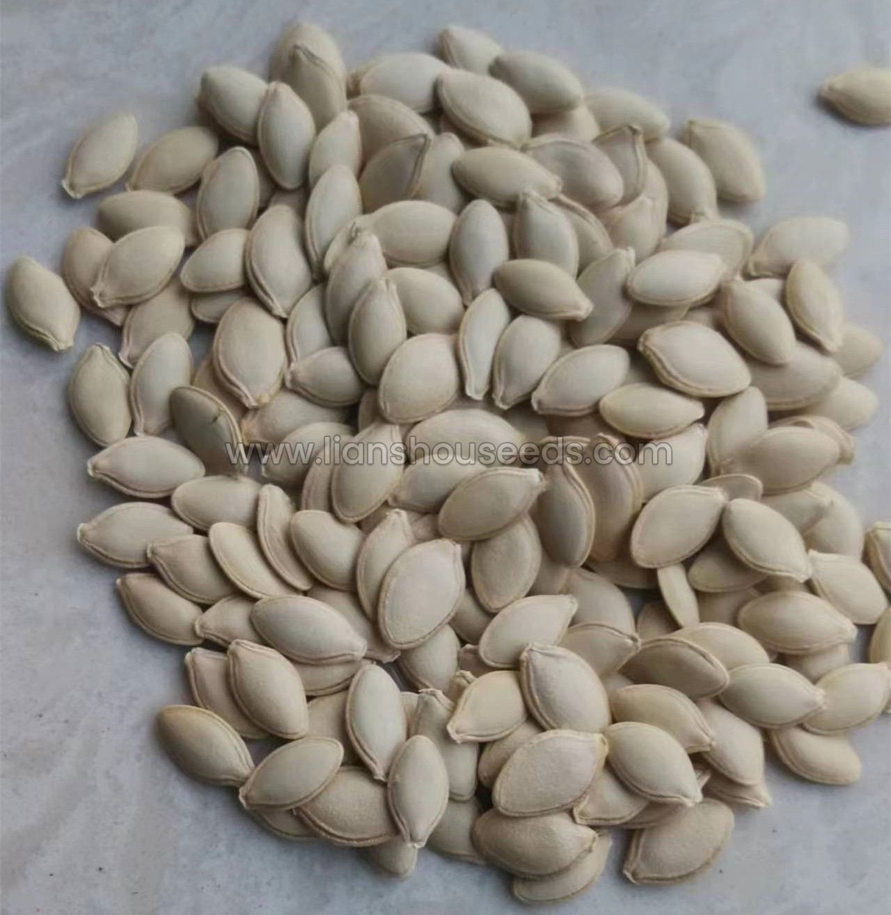 SL03 high yield seed using squash variety