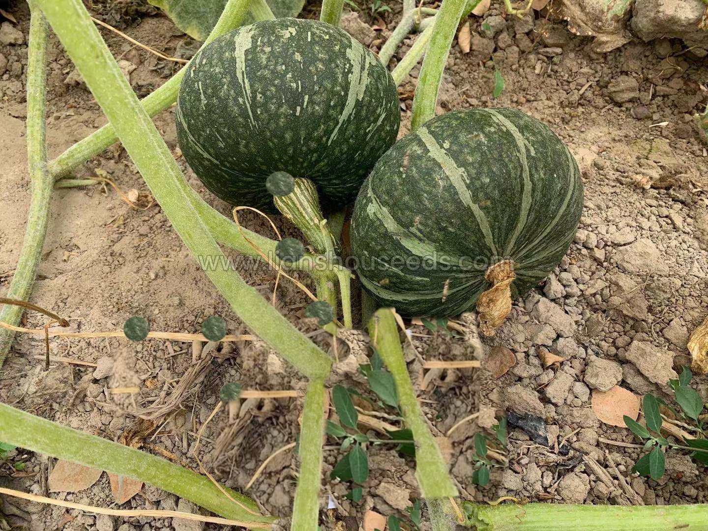Victory F1 Kuri Kabocha squash