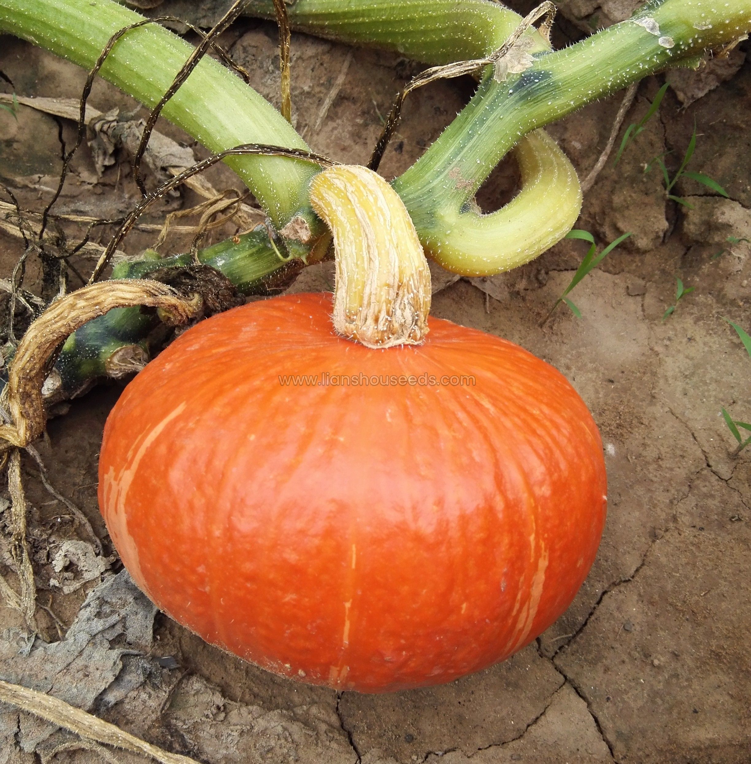 Red moon F1 Cucurbita Maxima squash