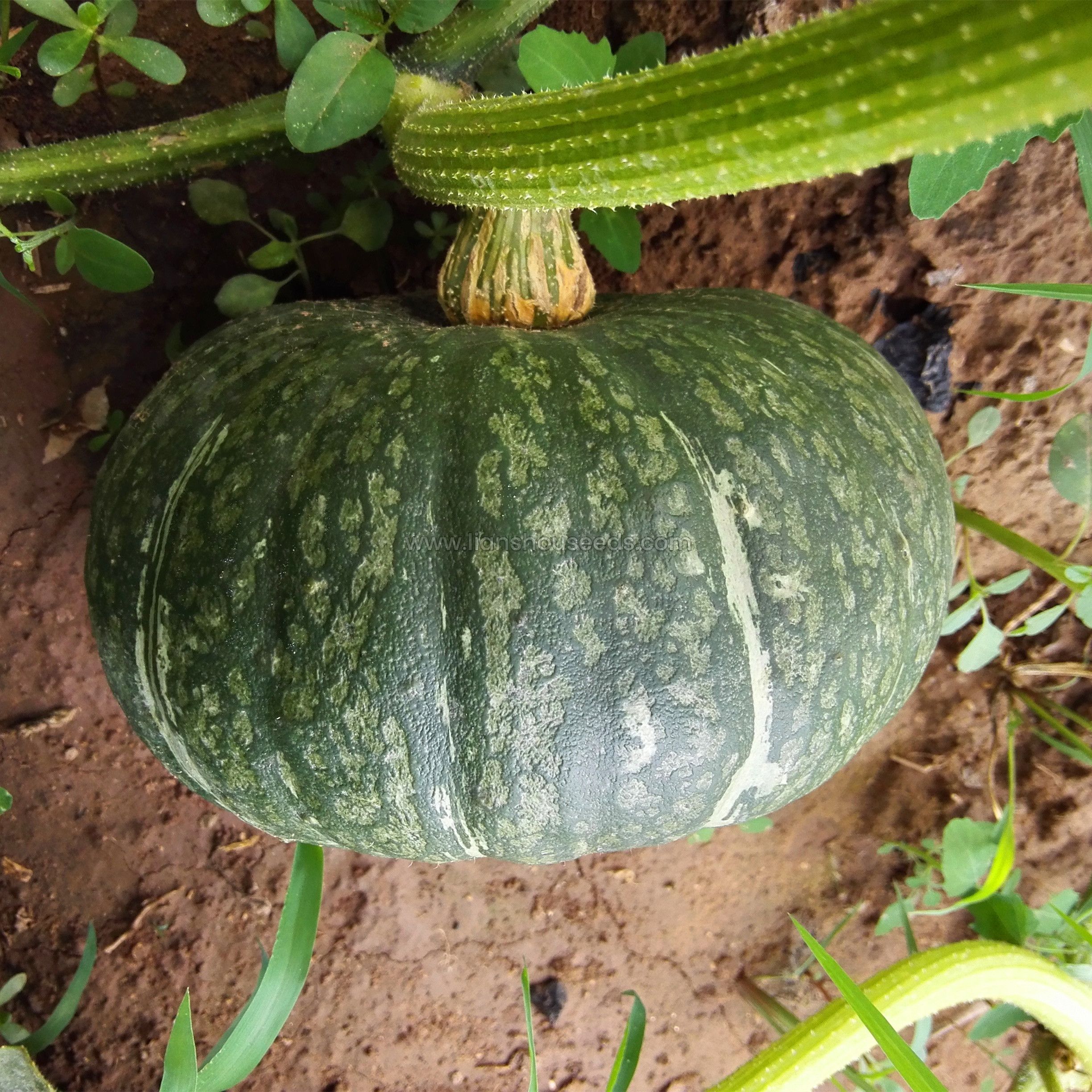 Sweety F1 chestnut squash