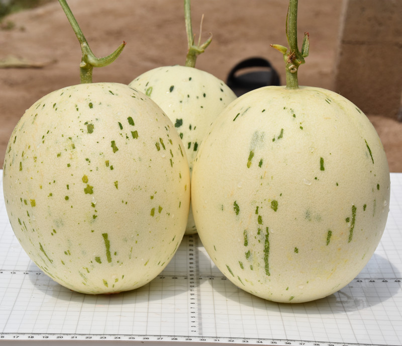 M1920 Round Sweet Muskmelon Variety