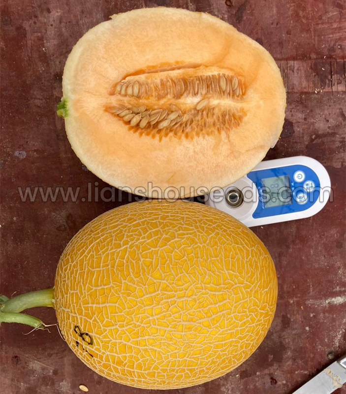 M1187 Round Crispy Hami Melon Variety