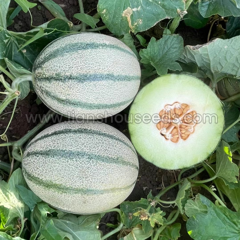 Why Green Flesh Melon Seeds Grow Better in Warm Climates