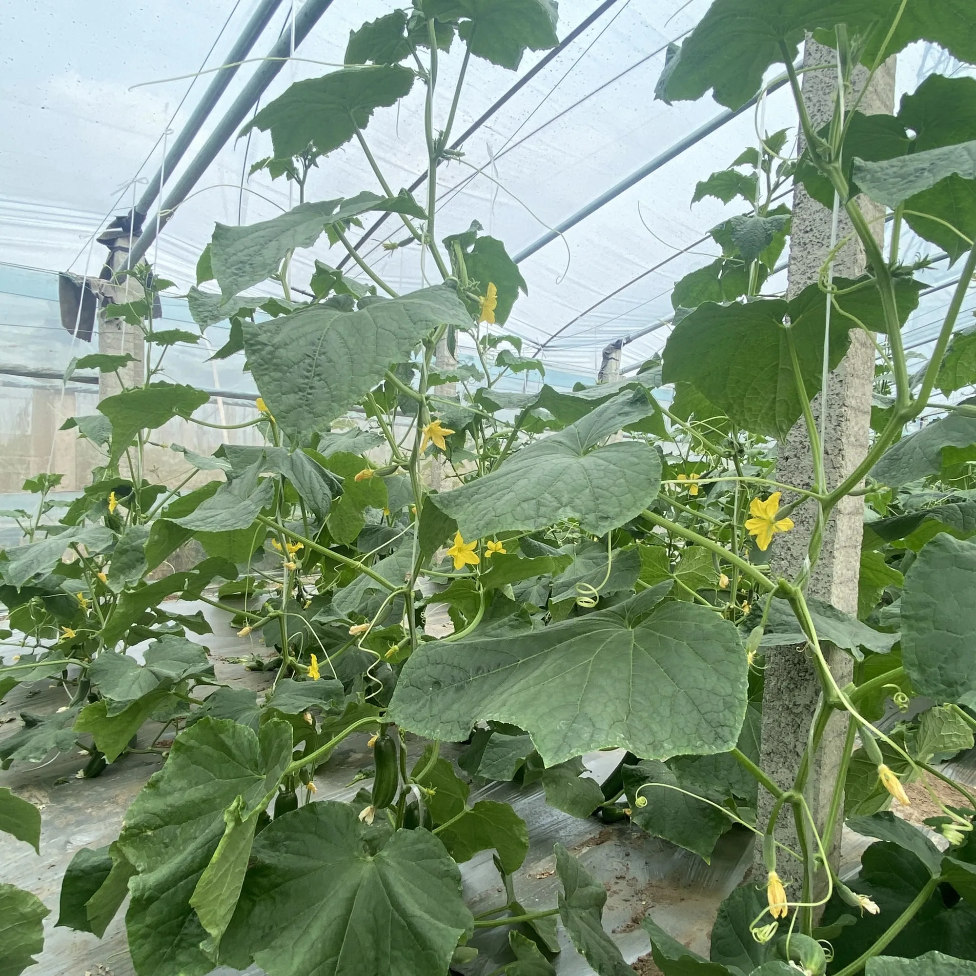 What are the benefits of pruning cucumber vines?