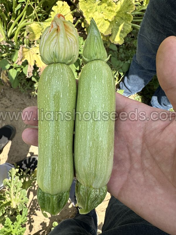 SQ2322 Green Eskandarani type Zucchini Seed Variety