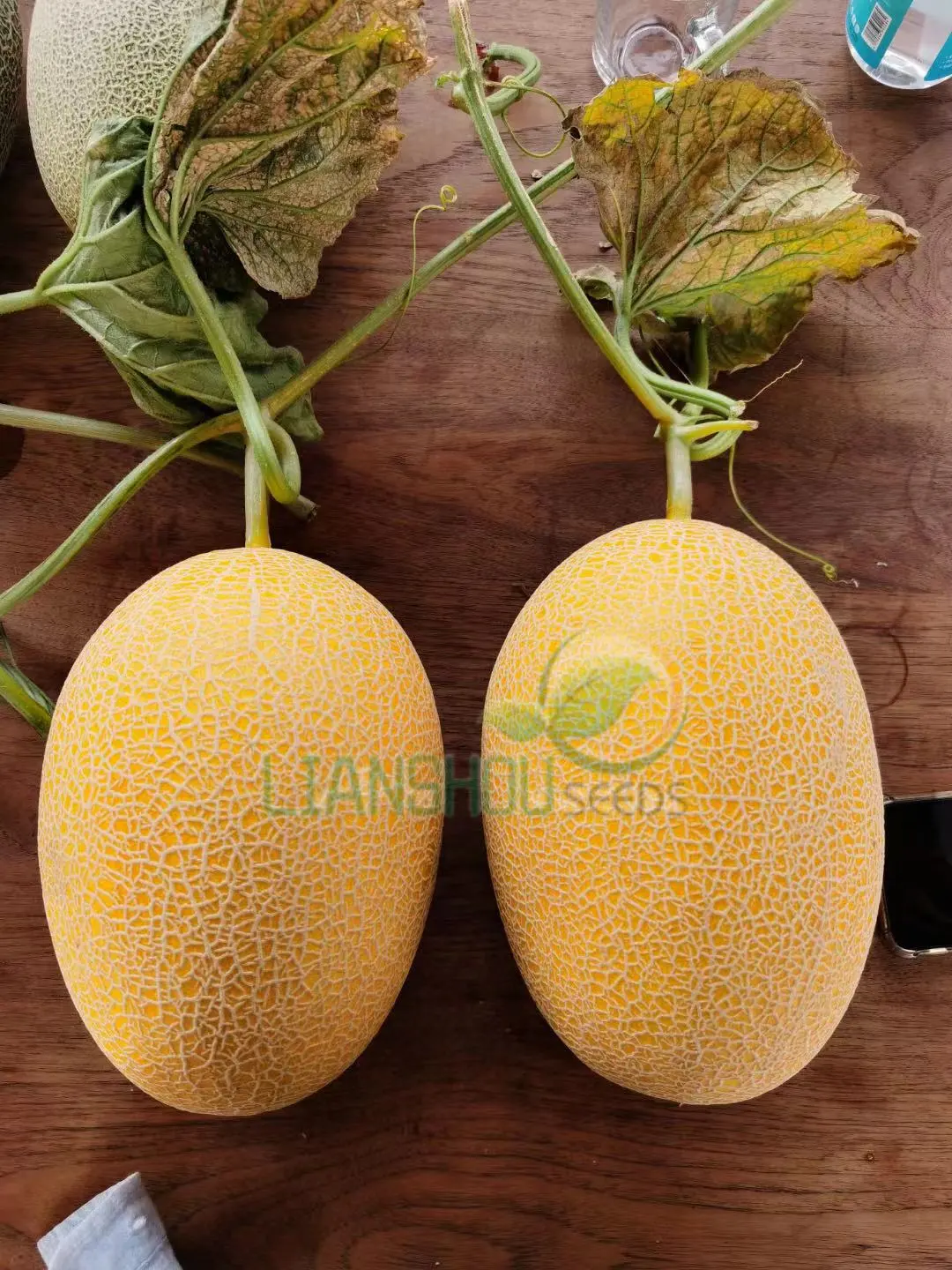 Southeast Asia's Sweet Melon Craze: Unveiling the Perfect Varieties for ...