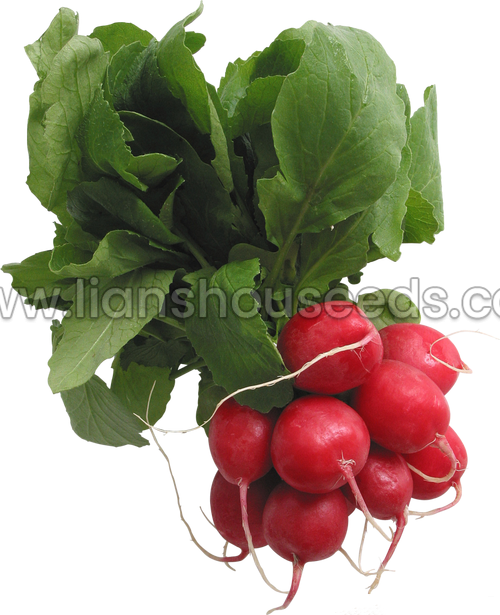 cherry rashid seeds with disease resistance