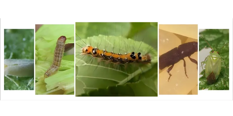 Beauveria bassiana Biopesticides Uses in Agriculture