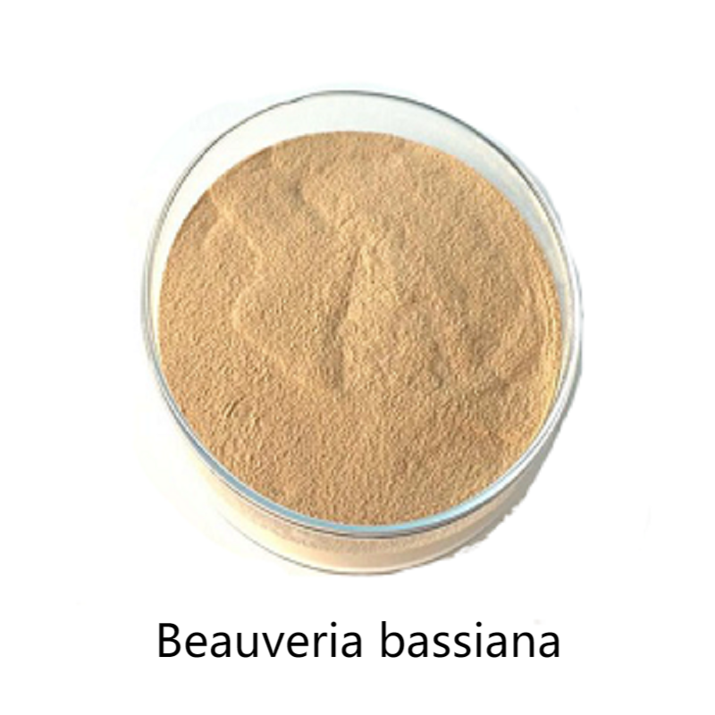 Beauveria bassiana Biopesticides Uses in Agriculture