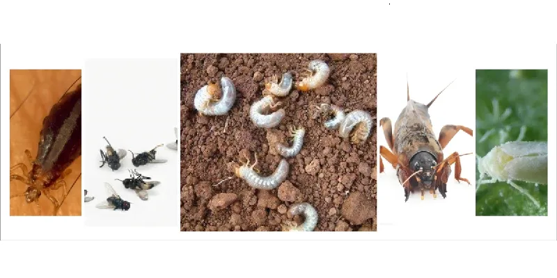 Agricultural Pesticides Insecticide Phoxim for Plants