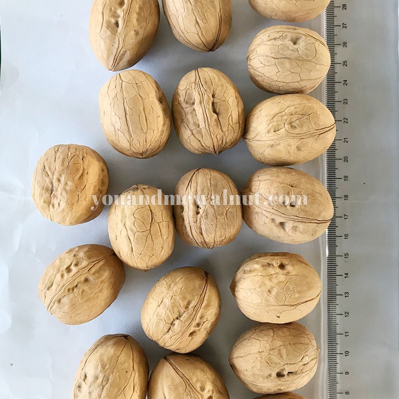 Xin 2 Walnut In Shell