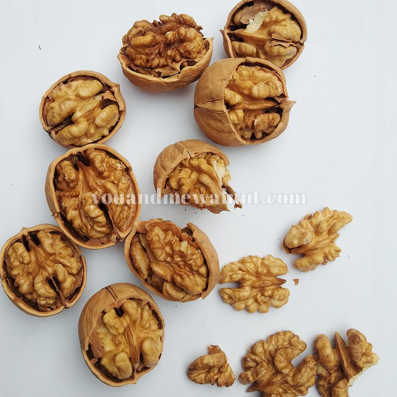 Xin 2 Walnut In Shell