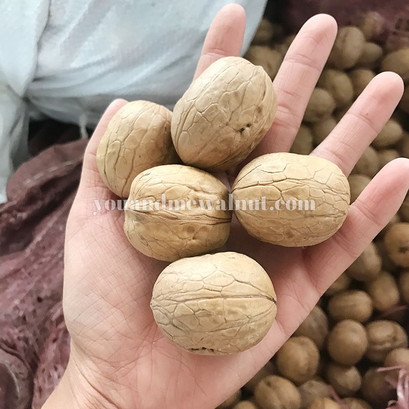 Xin 2 Walnut In Shell