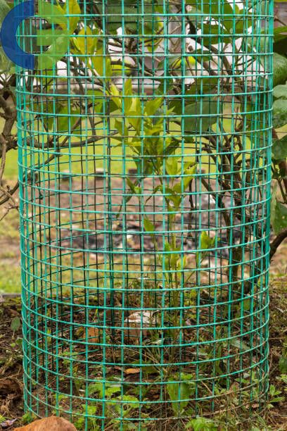 Tree Guard, Welded mesh tree guard