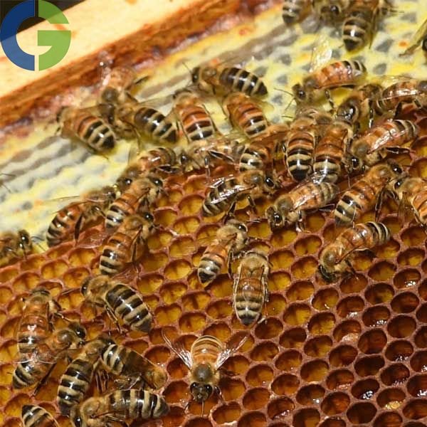 bee keeping wire mesh