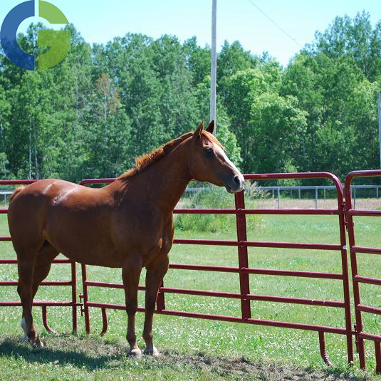 Horse Fence Panel, Ranch Fence Panel